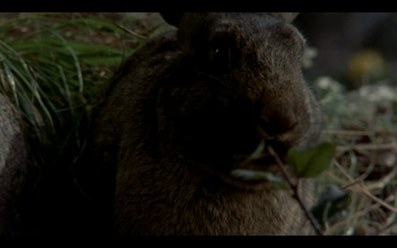 Cujo. Dir. Lewis Teague, Warner Bros. pictures. 1983. – ZooScope