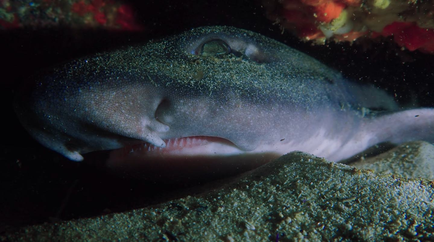 My Octopus Teacher. Dir. Pippa Ehrlich & James Reed. Netflix. 2020 ...